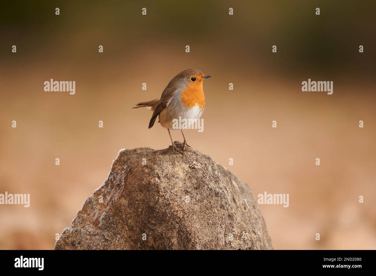 Cute tiny robin bird with orange spots and brown plumage sitting on ...