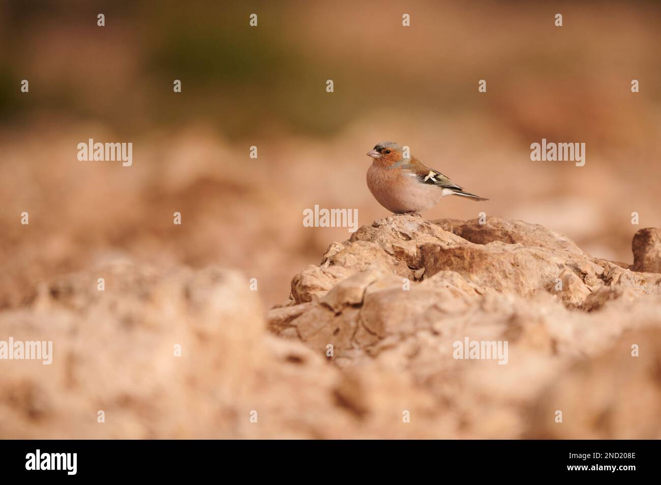 Cute tiny robin bird with orange spots and brown plumage sitting on ...