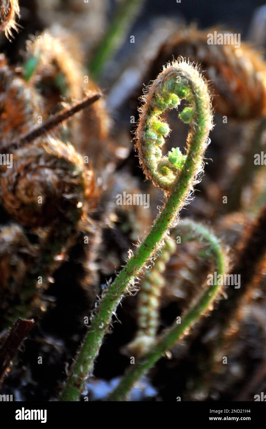 Cottage Gardens Plants - Close up of an uncurling fern frond Stock ...
