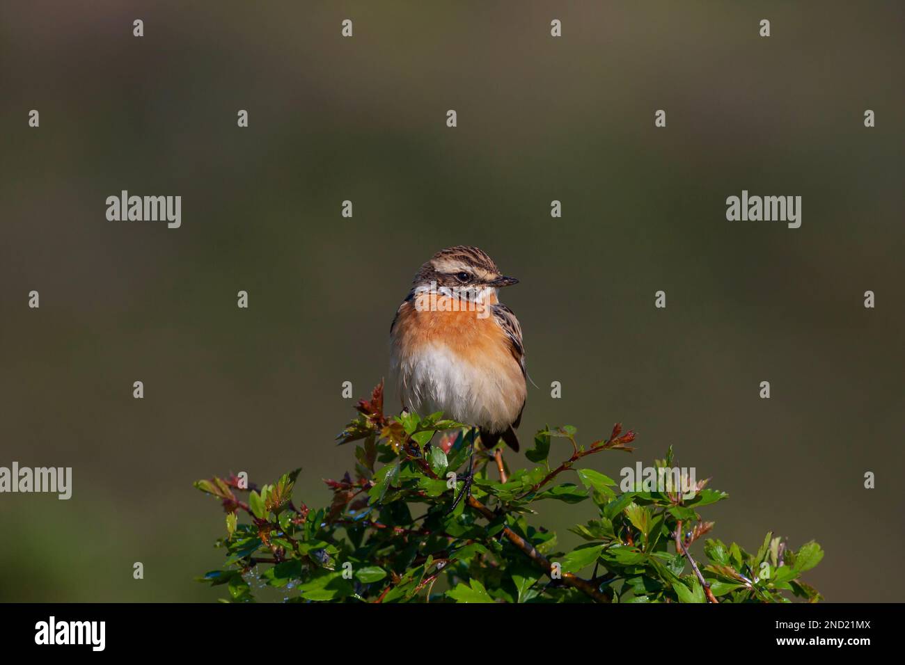 bird looking around in woodland, Whinchat, Saxicola rubetra Stock Photo ...