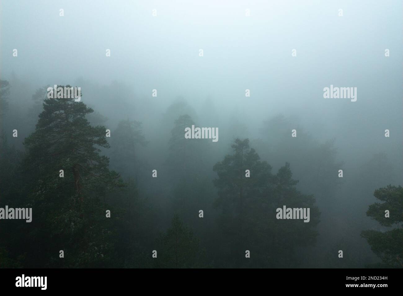 Aerial view of trees growing in lush forest under foggy floating clouds ...