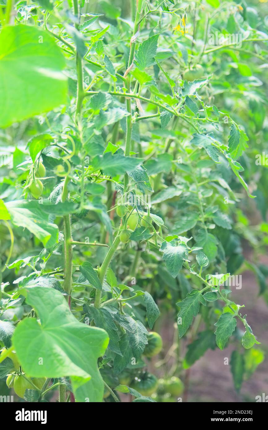 Summer tomato blossoms in the greenhouse in the vegetable garden Stock ...
