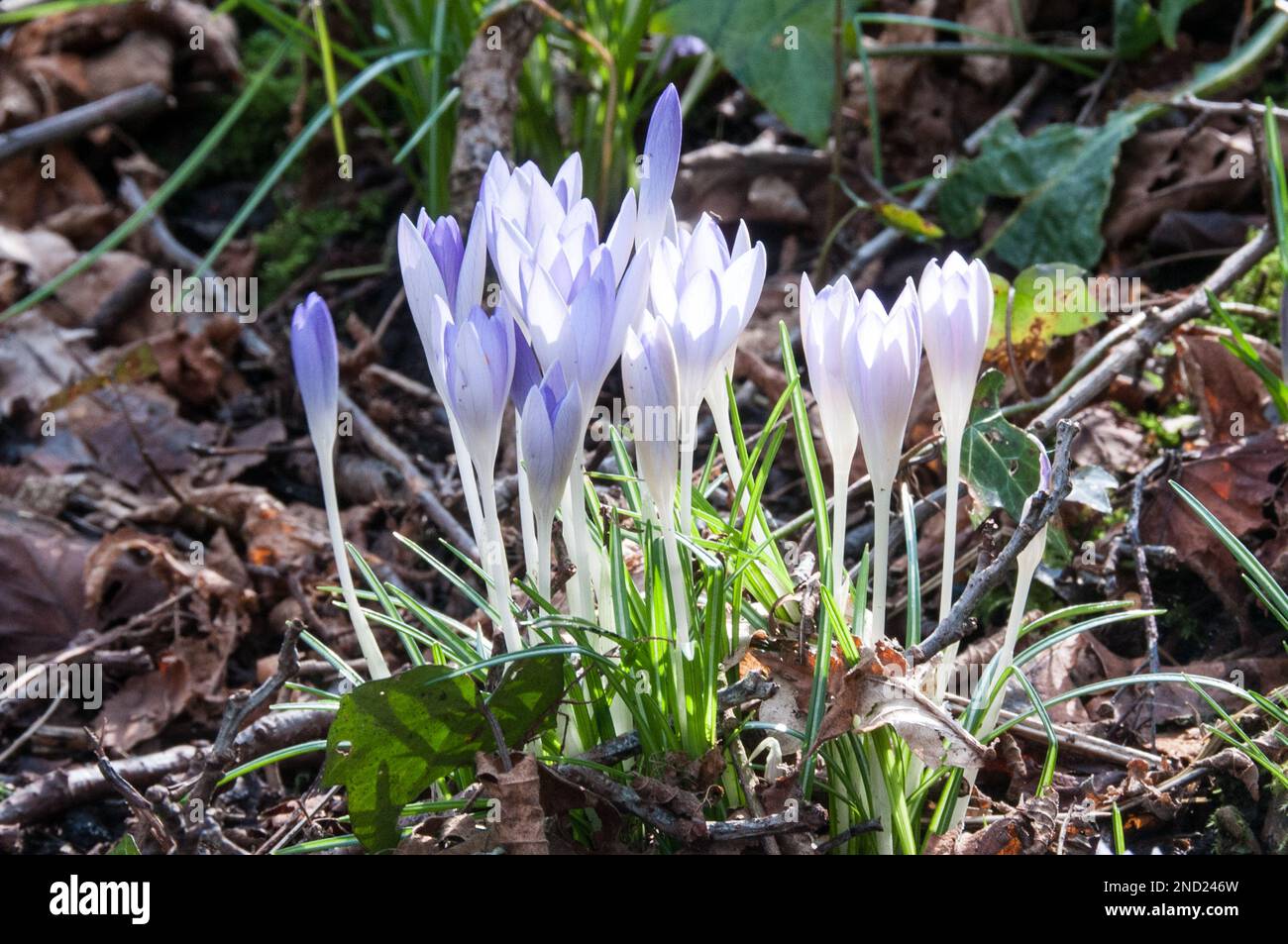 Cottage Gardens Plants - Winter flowering Crocus Stock Photo - Alamy