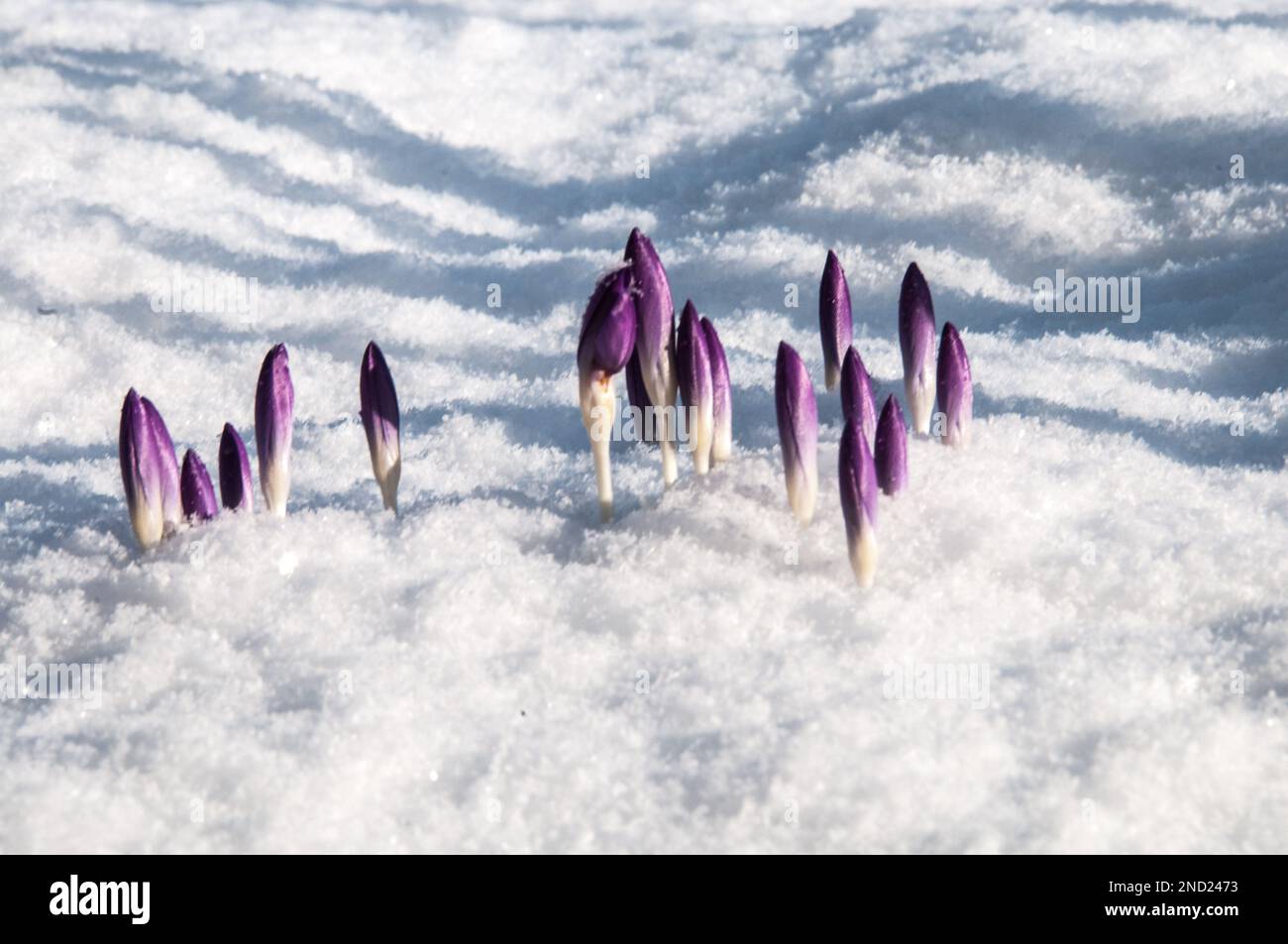 Cottage Gardens Plants - Crocus pushing through the snow Stock Photo ...