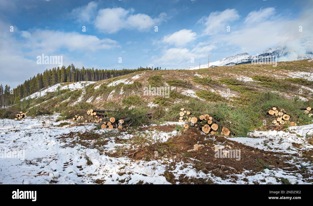 Logging in Banff National Park as part of a forest fire mitigation ...