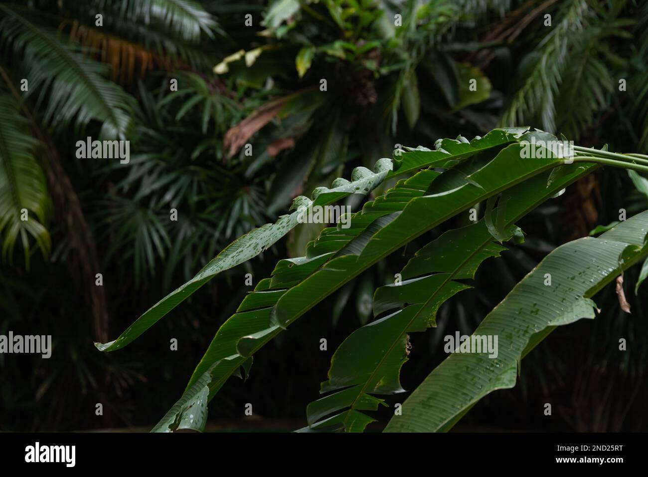 Exotic plant with green leaves growing in tropical rainy forest of ...