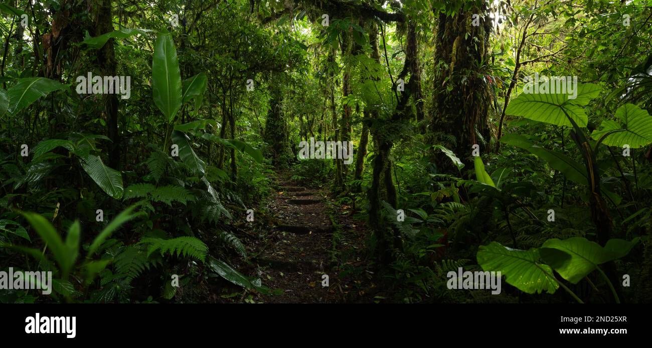 Narrow path going through green tropical forest with exotic plants in ...
