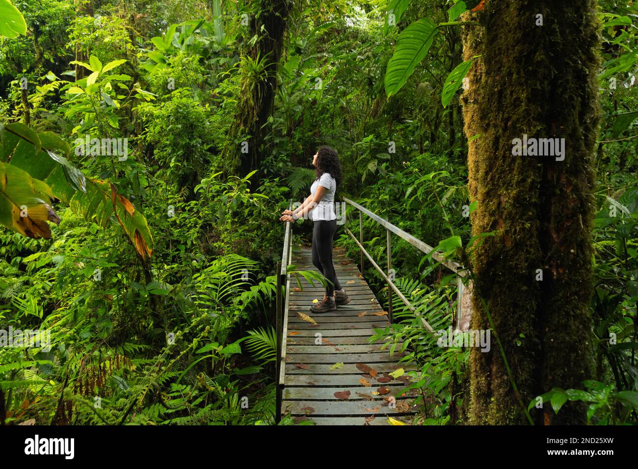 Side view of female tourist standing on wooden footbridge in green ...