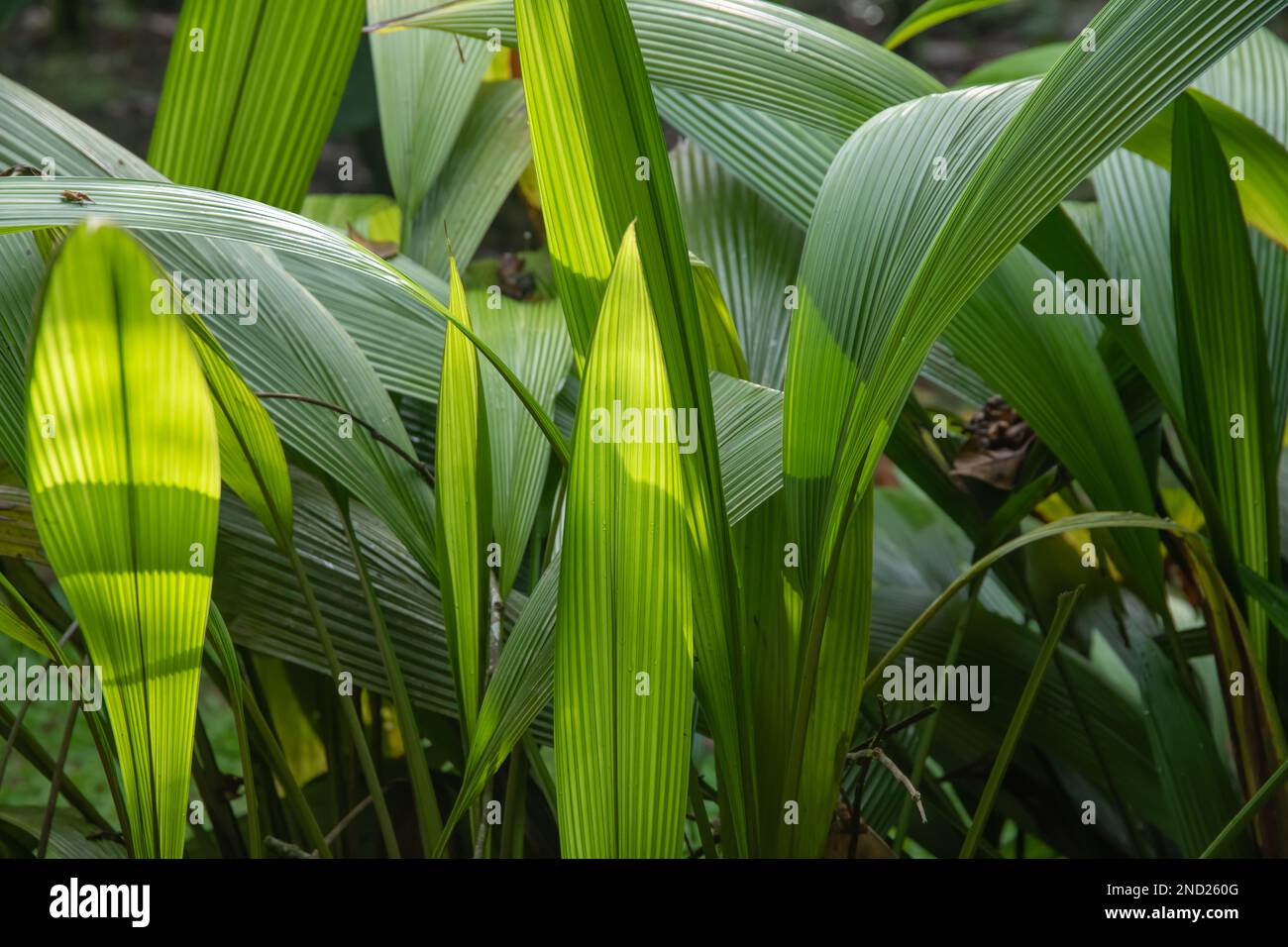 Botany bright costa rica hi-res stock photography and images - Alamy