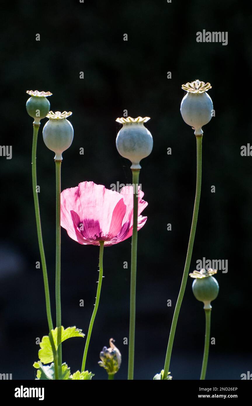 Cottage Gardens Plants - Poppy seed heads with a single flower ...