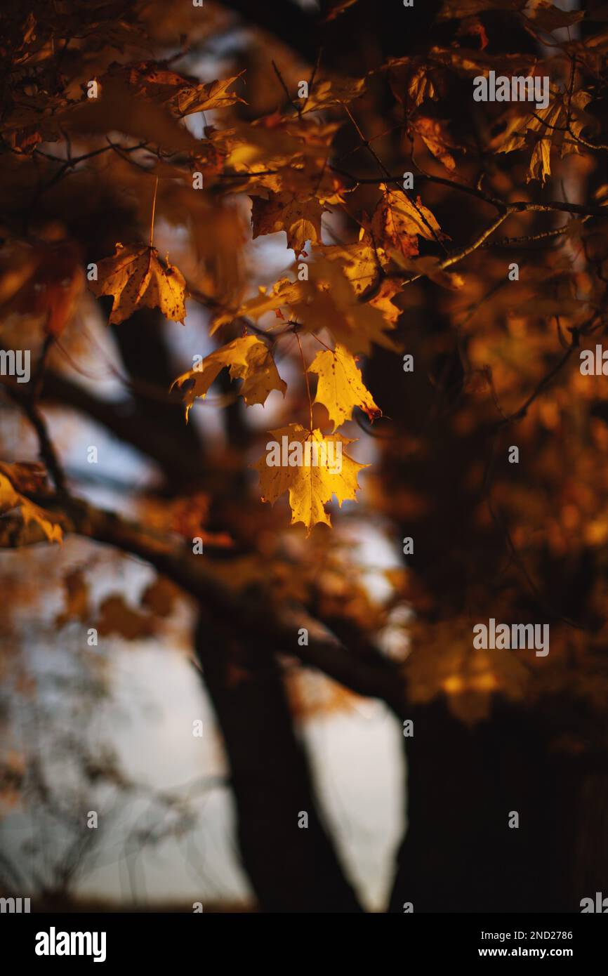 A vertical closeup of maple tree branches with autumn leaves Stock ...