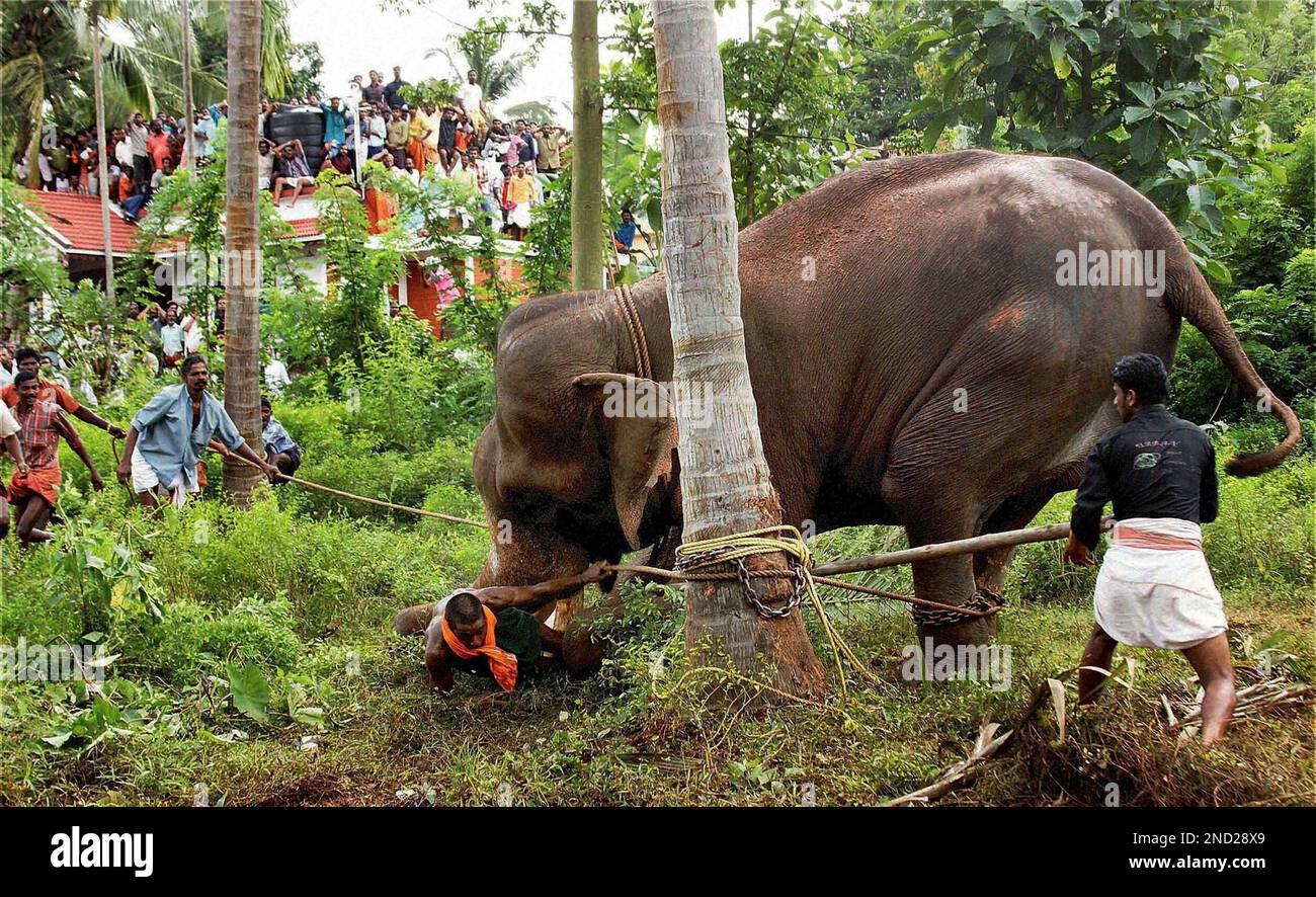 A mahout, or elephant handler, falls as he tries to escape the attack ...