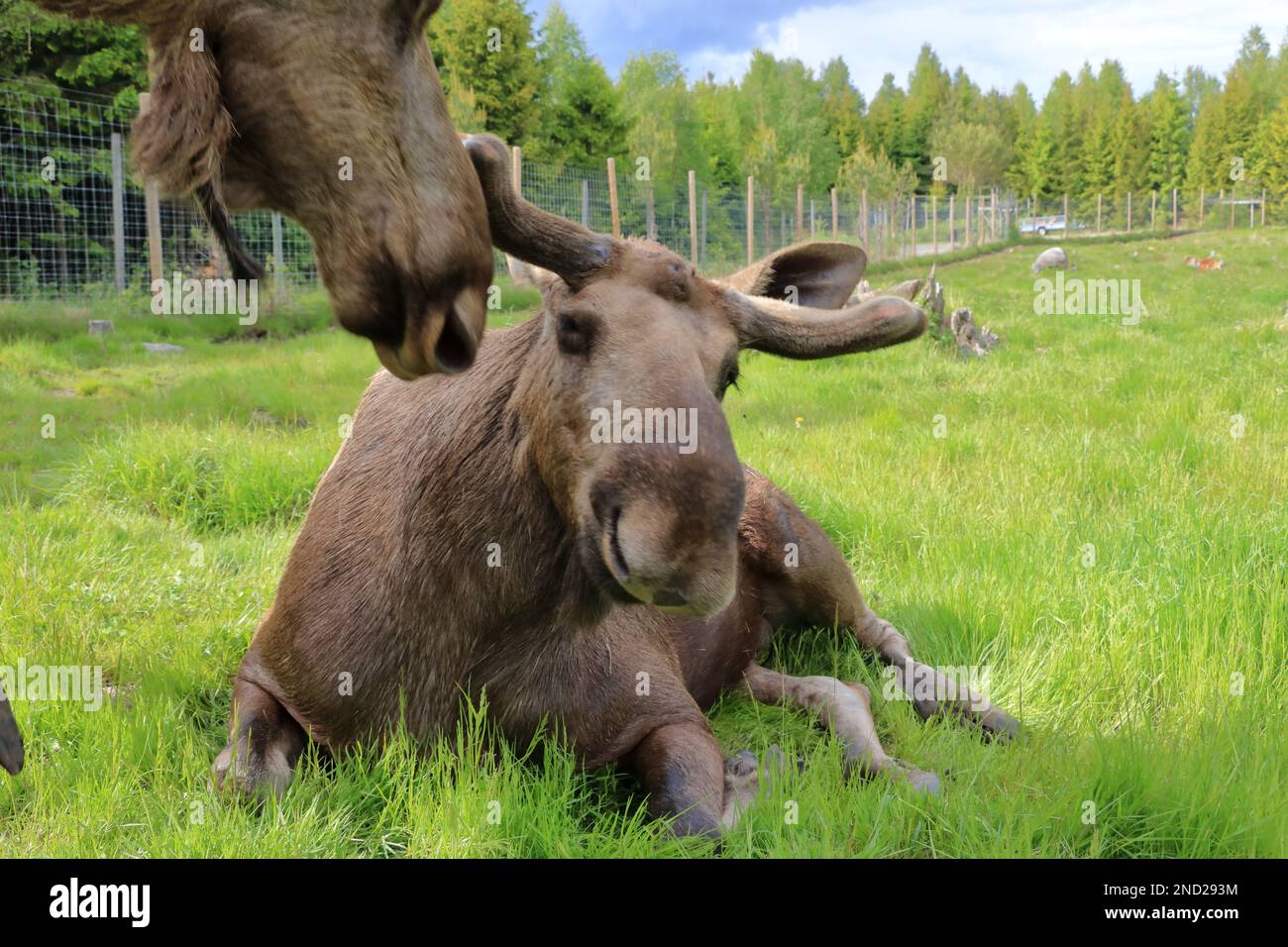 European Moose, Alces alces, also known as the elk. Wild life animal in ...