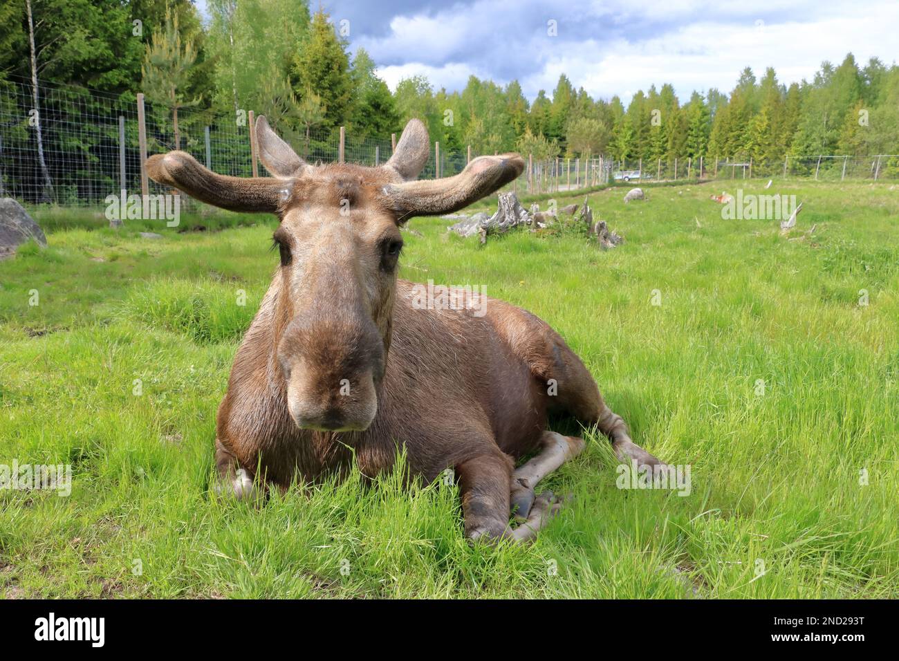 European Moose, Alces alces, also known as the elk. Wild life animal in ...