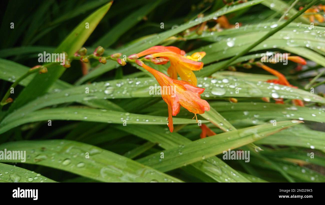 Cottage Gardens Plants - Montbretia flower with raindrops on foliage ...