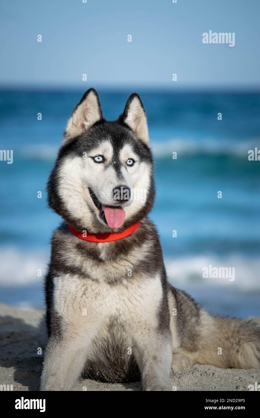 siberian husky puppy relaxing and playing on the beach Stock Photo - Alamy