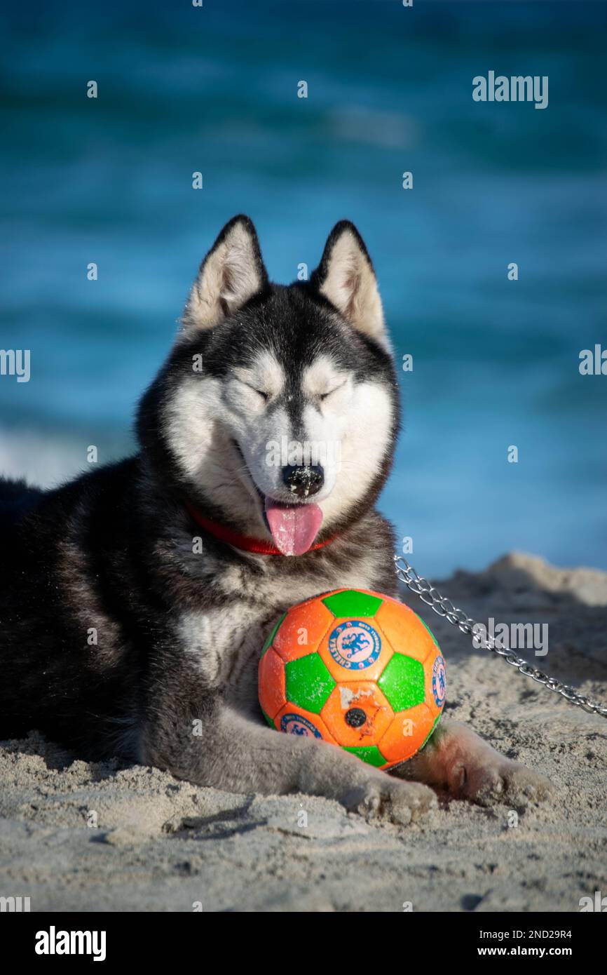 siberian husky puppy relaxing and playing on the beach Stock Photo - Alamy