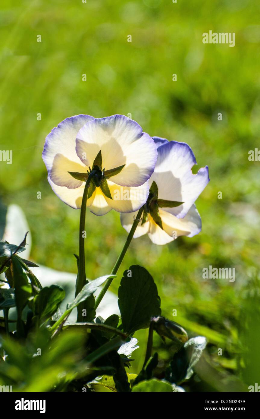 Cottage Gardens Plants- Midday sun shining through two Pansy flowers ...