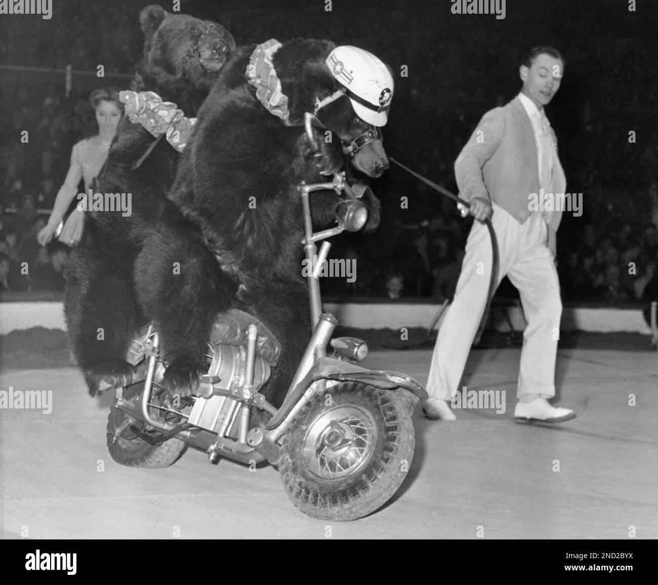 Two of Rupert’s performing brown bears ride a motor-scooter during the ...