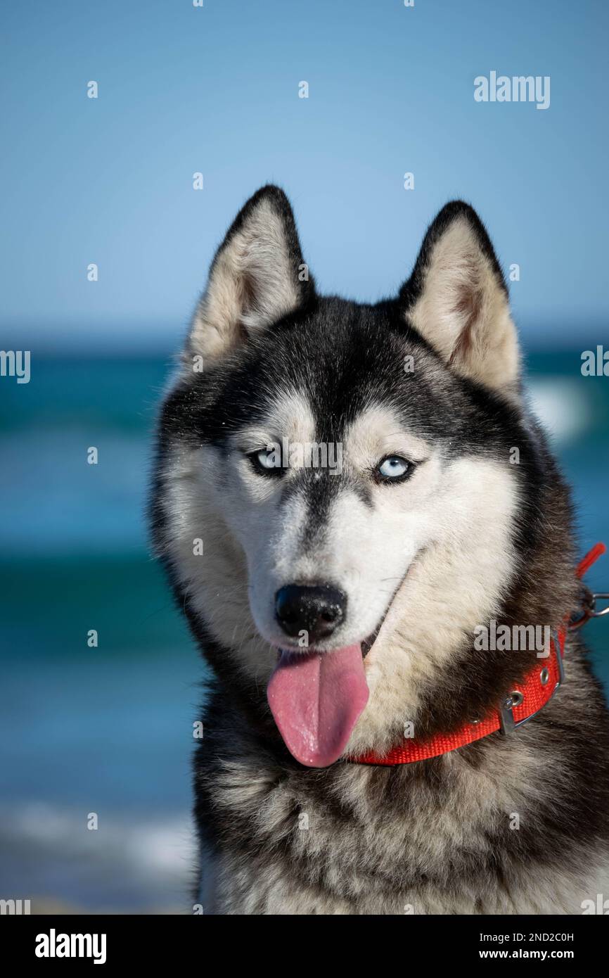 siberian husky puppy relaxing and playing on the beach Stock Photo - Alamy