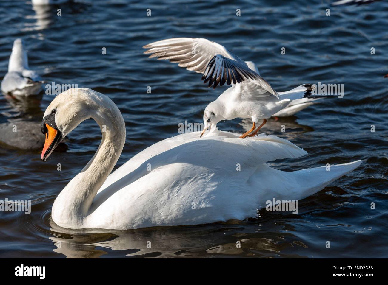 Unusual swan hi-res stock photography and images - Alamy