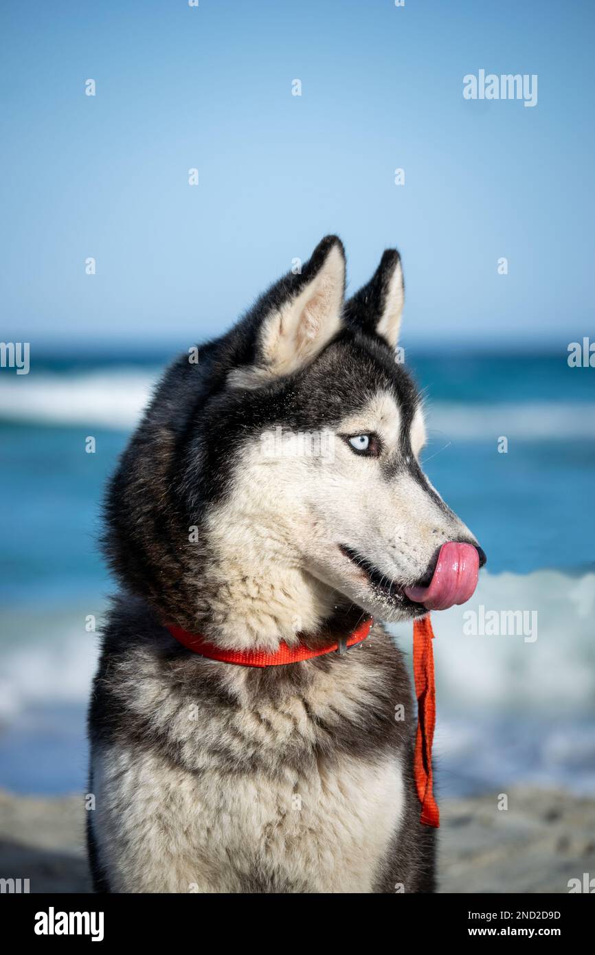 siberian husky puppy relaxing and playing on the beach Stock Photo - Alamy