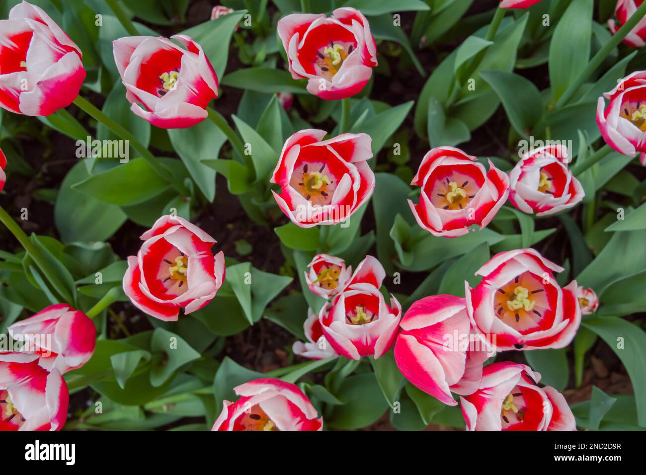 Red and white tulip dutch design flowers - top view, close up Stock ...