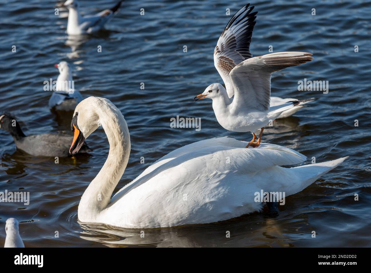 Unusual swan hi-res stock photography and images - Alamy