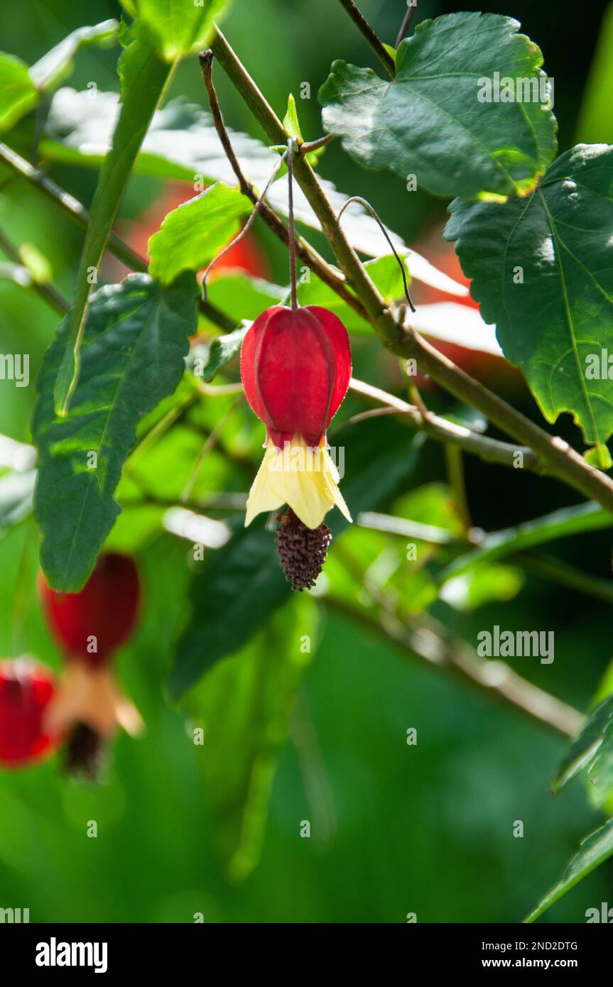 Cottage Gardens Plants - Spectacular flower on an Abutilon shrub Stock ...