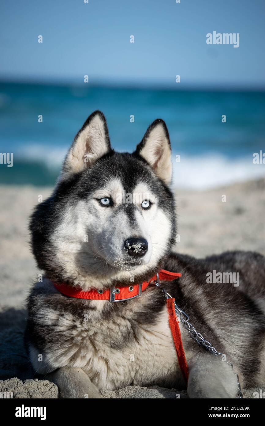 siberian husky puppy relaxing and playing on the beach Stock Photo - Alamy