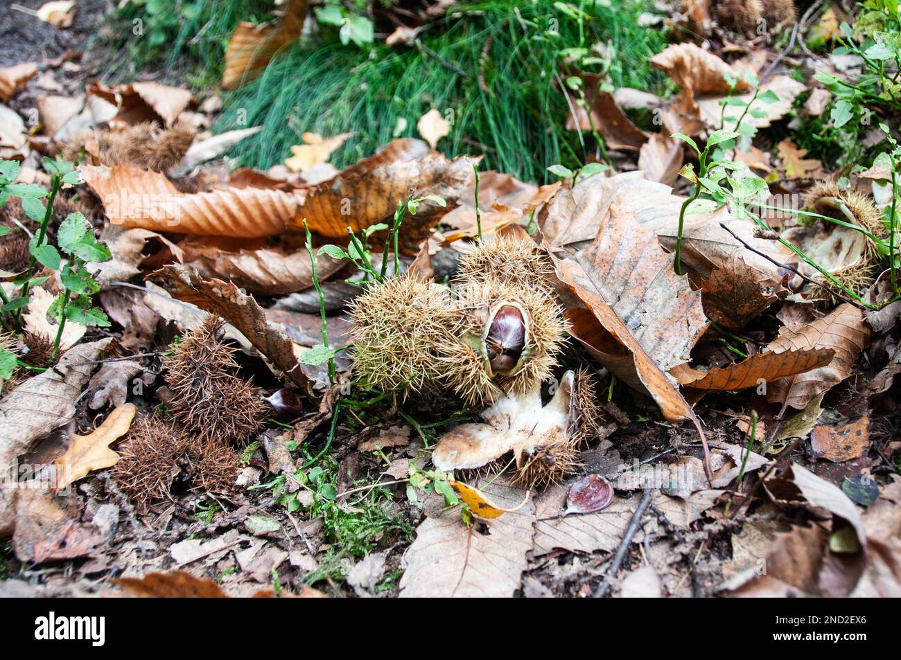 Cottage Gardens Plants - Sweet Chestnut (Castanea sativa) in partly ...