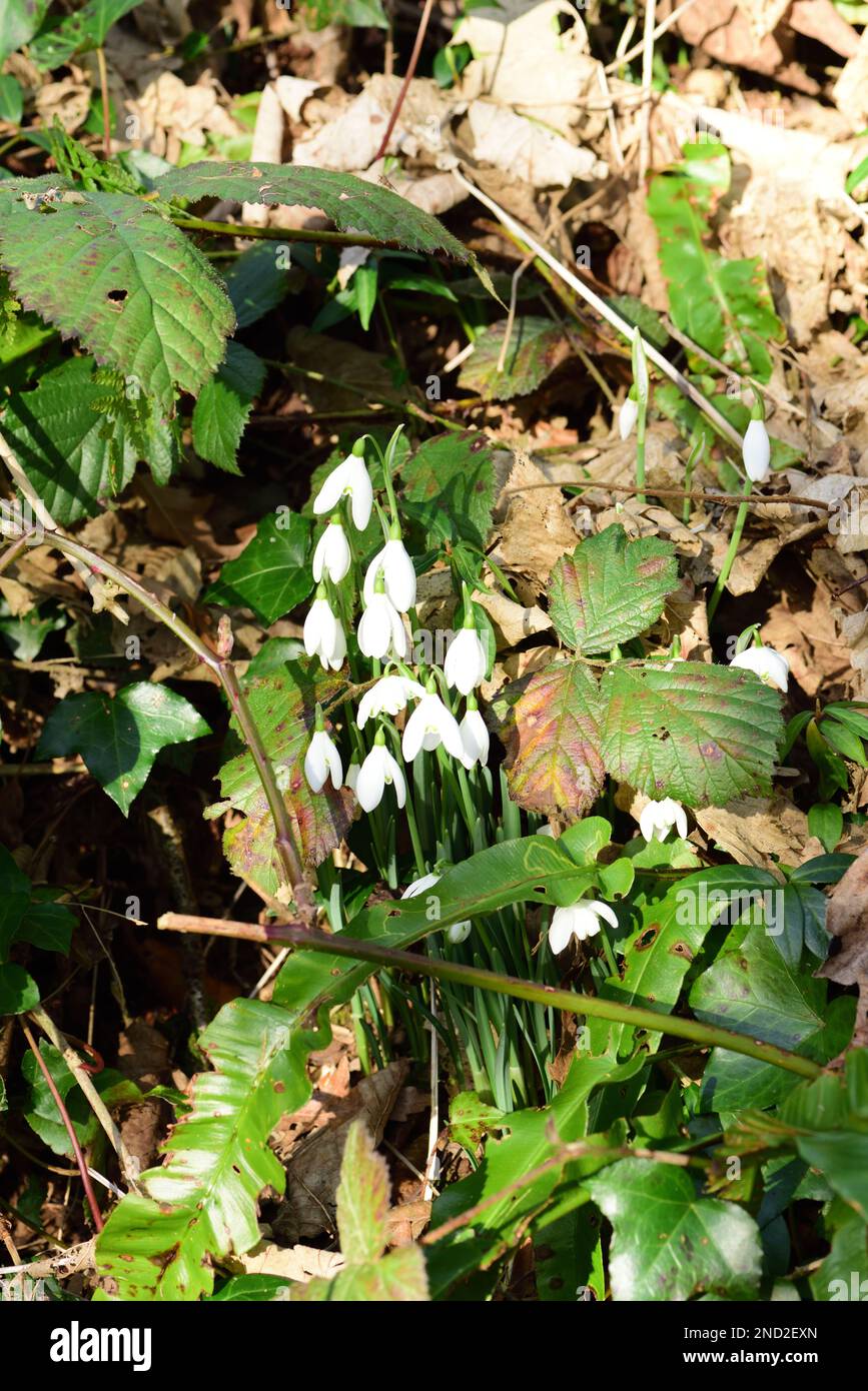 Snowdrops growing beneath a tree in early February Stock Photo - Alamy