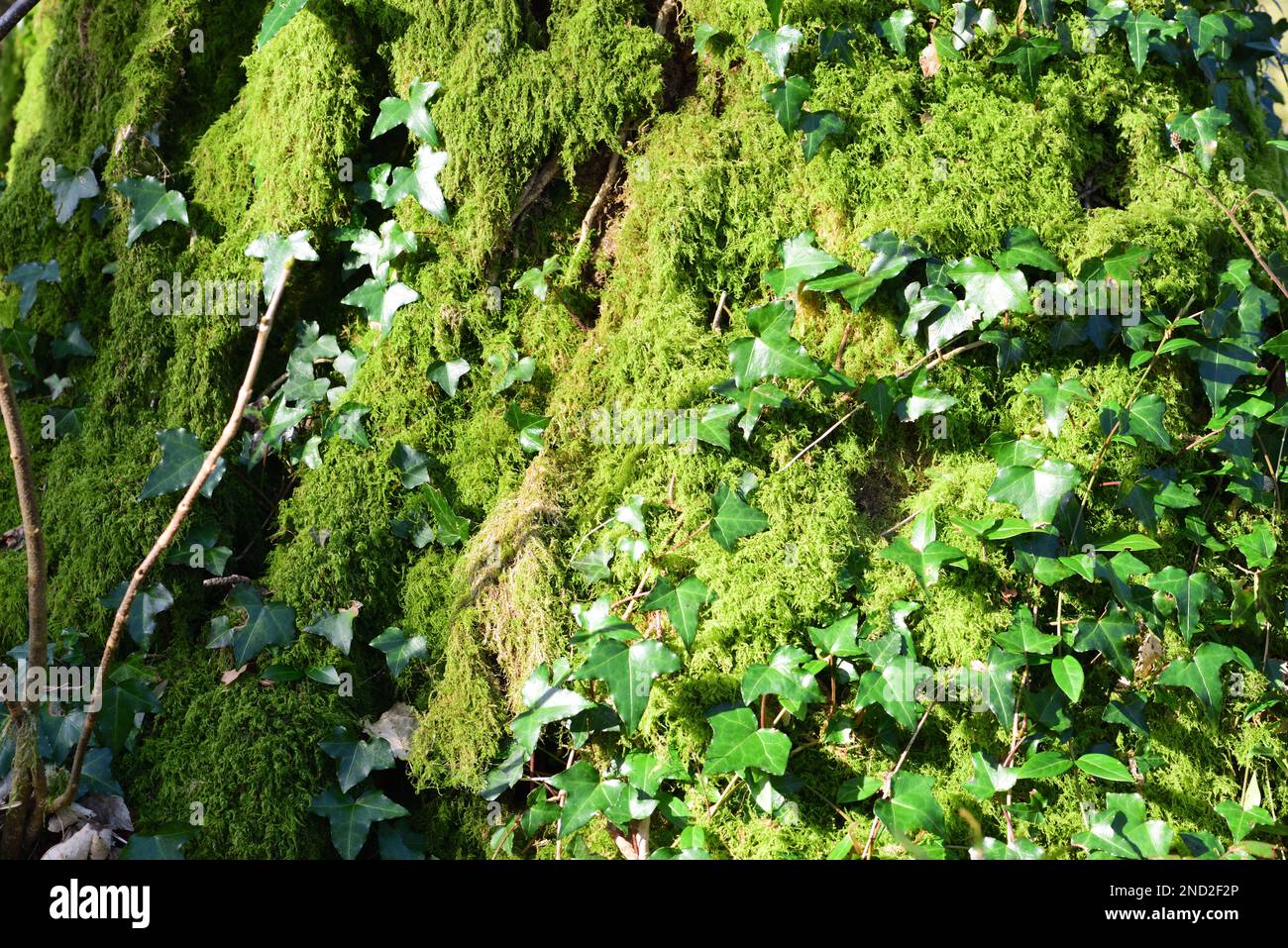 Tree covered ivy plant invasive hi-res stock photography and images - Alamy
