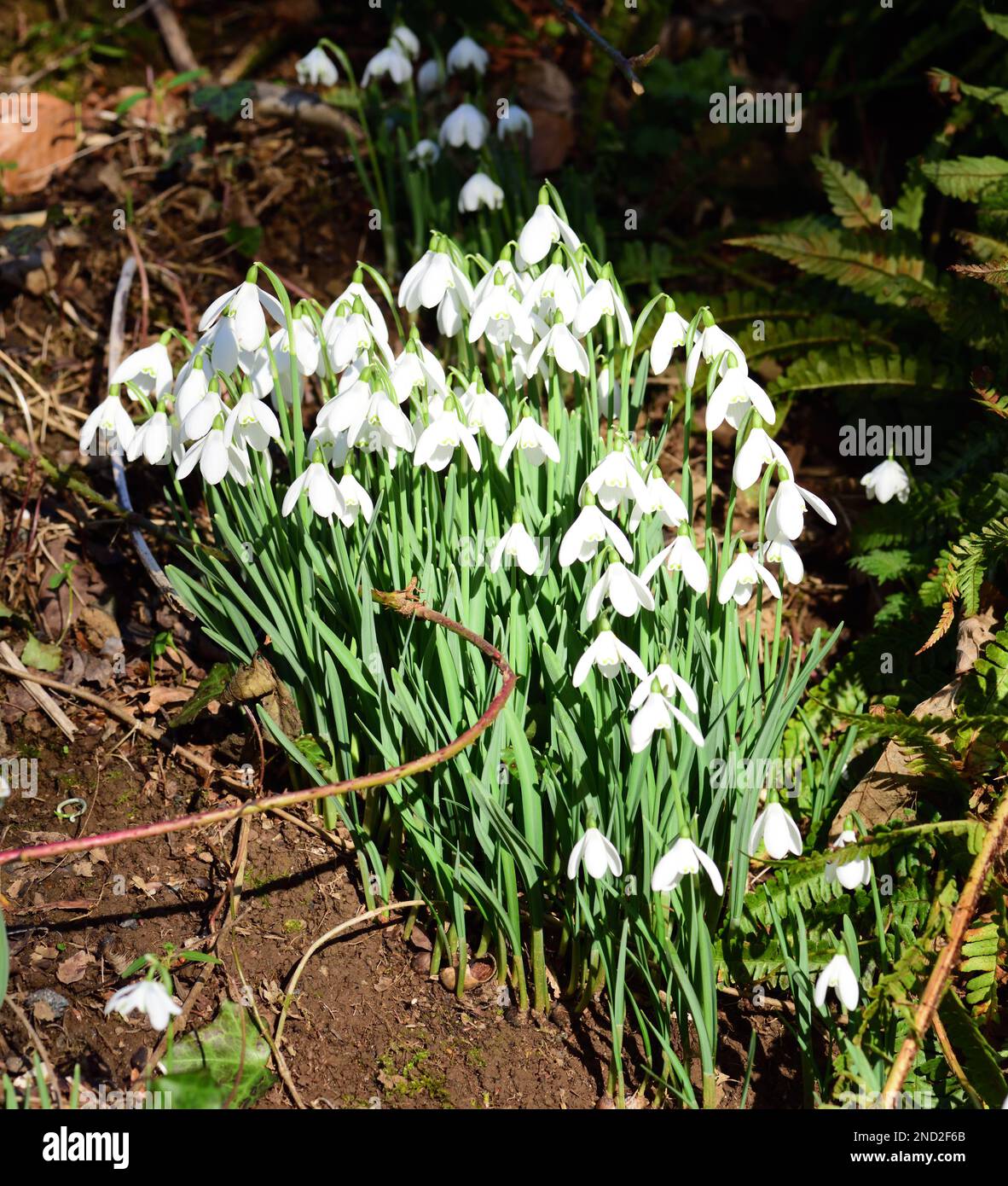 Snowdrops growing beneath a tree in early February Stock Photo - Alamy