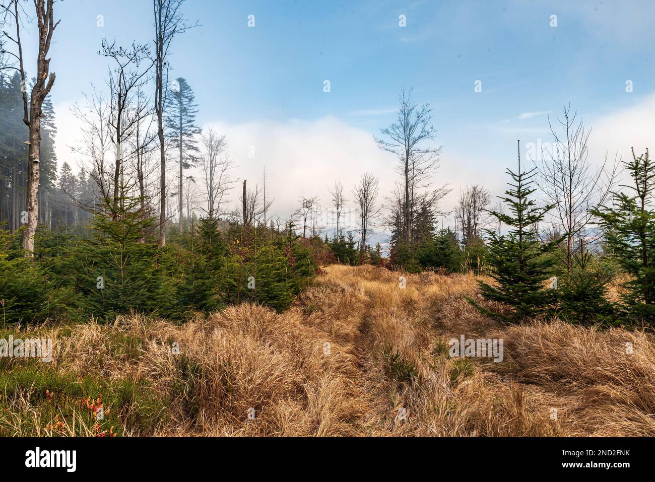 Meadow with young spruce trees and few older and hifgher trees between ...