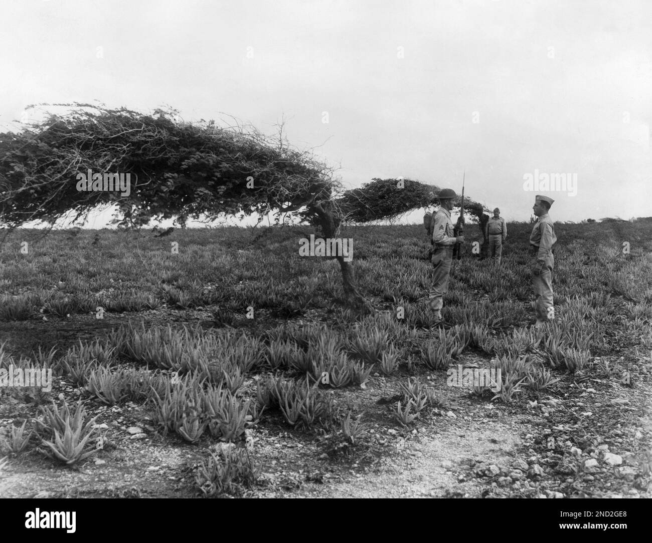 Standing holding weaponry army soldier uniform hi-res stock photography ...