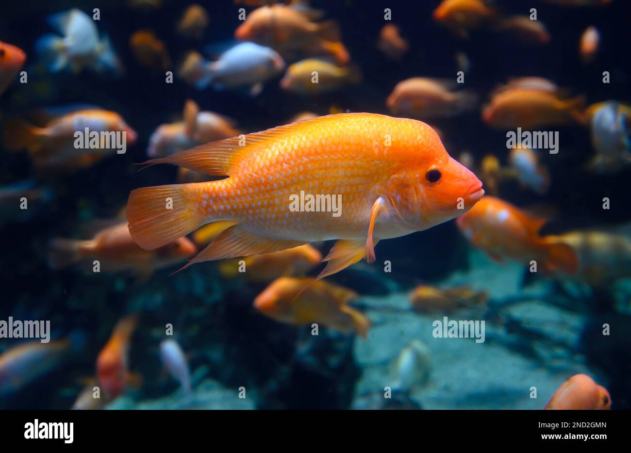 Diversity of tropical fish in exotic decorative aquarium. View of Amphilophus citrinellus fish ...