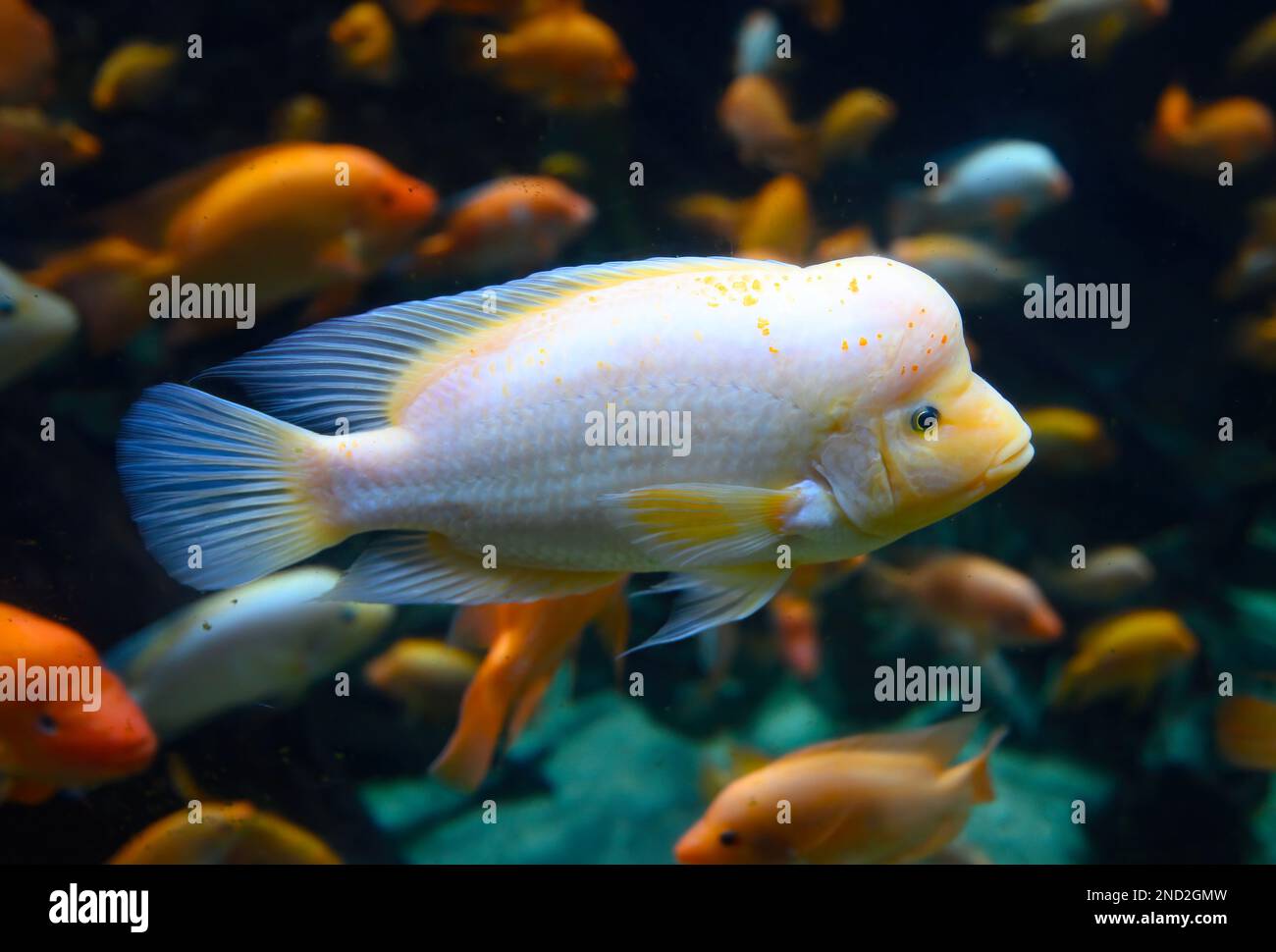 Diversity of tropical fish in exotic decorative aquarium. View of ...