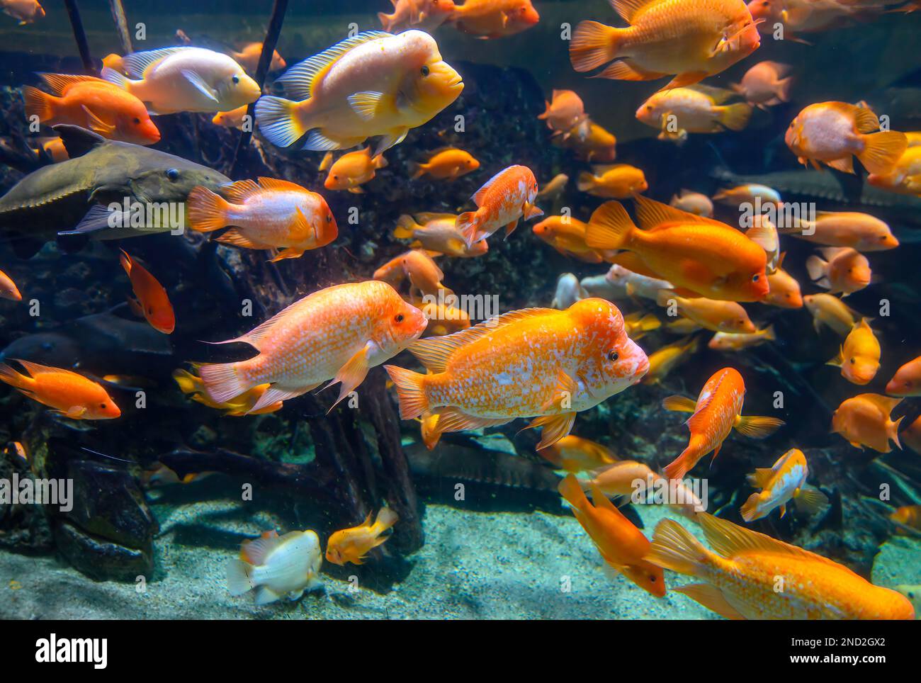Tropicarium oceanarium budapest hi-res stock photography and images - Alamy