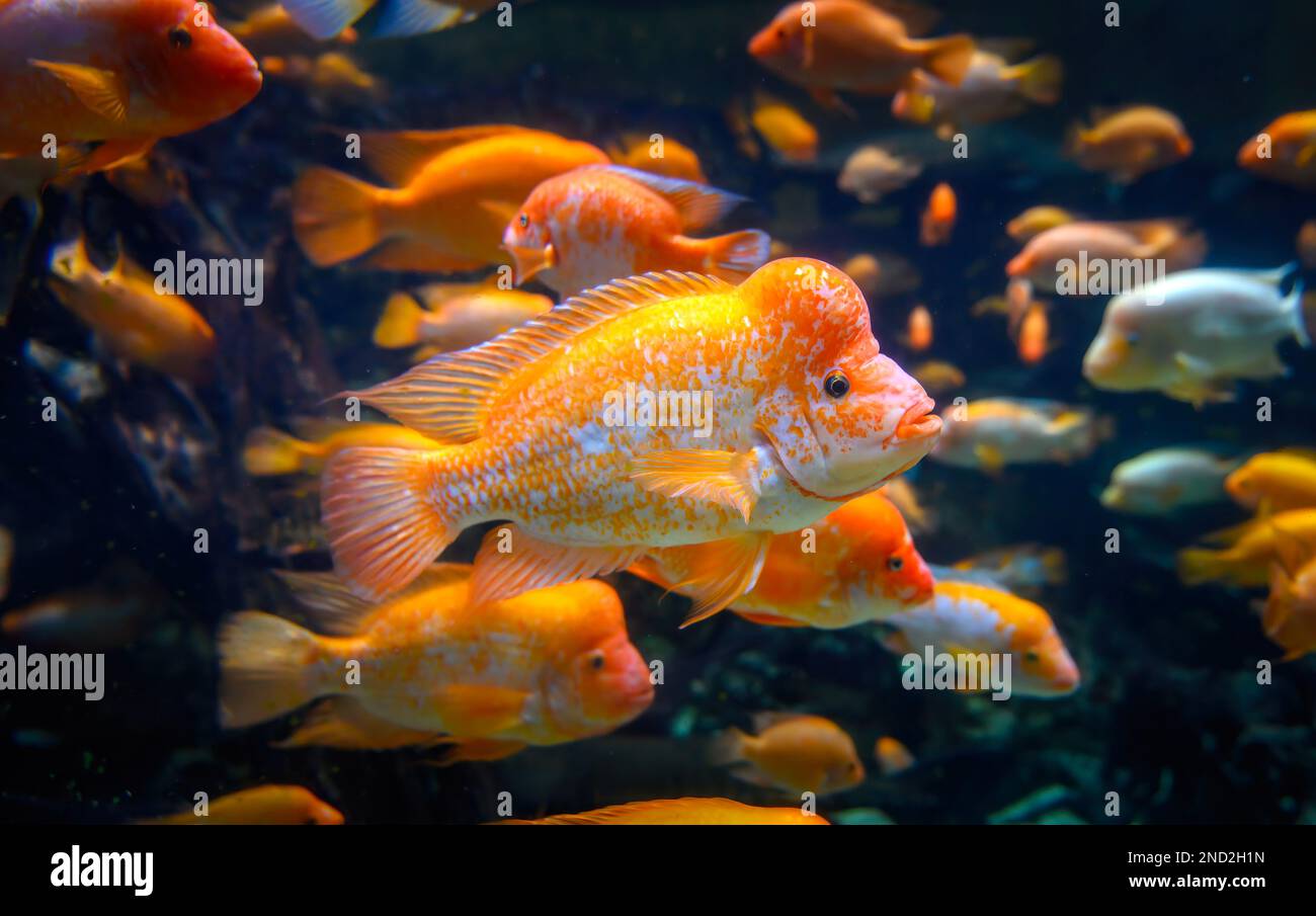 Diversity of tropical fish in exotic decorative aquarium. View of ...