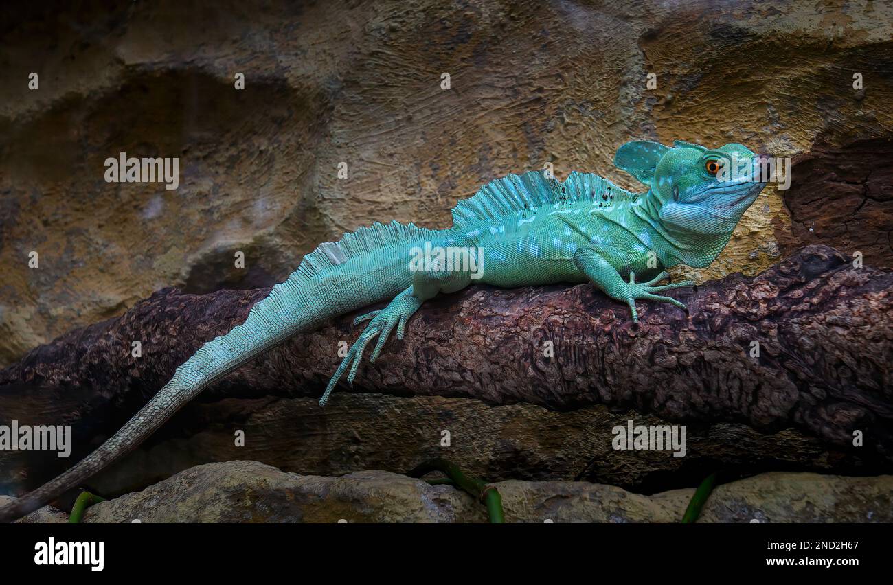 Green basilisk (Basiliscus plumifrons) or lizard helmet-bearing ...