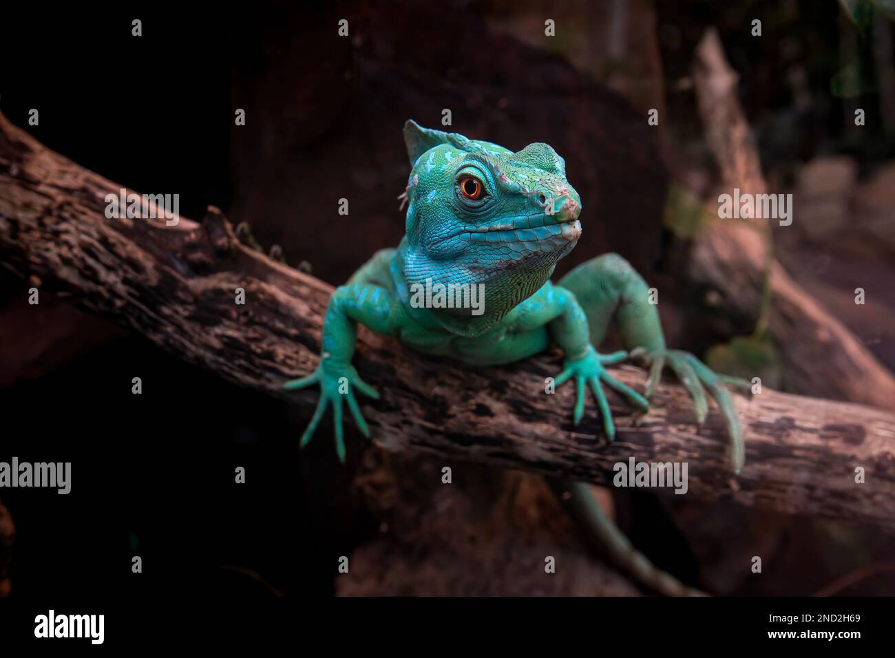 Green basilisk (Basiliscus plumifrons) or lizard helmet-bearing ...