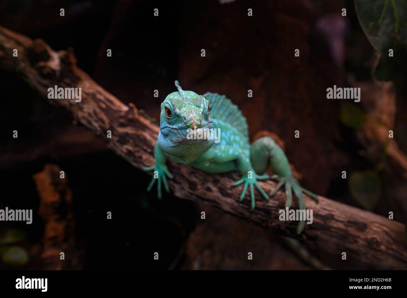 Green basilisk (Basiliscus plumifrons) or lizard helmet-bearing ...