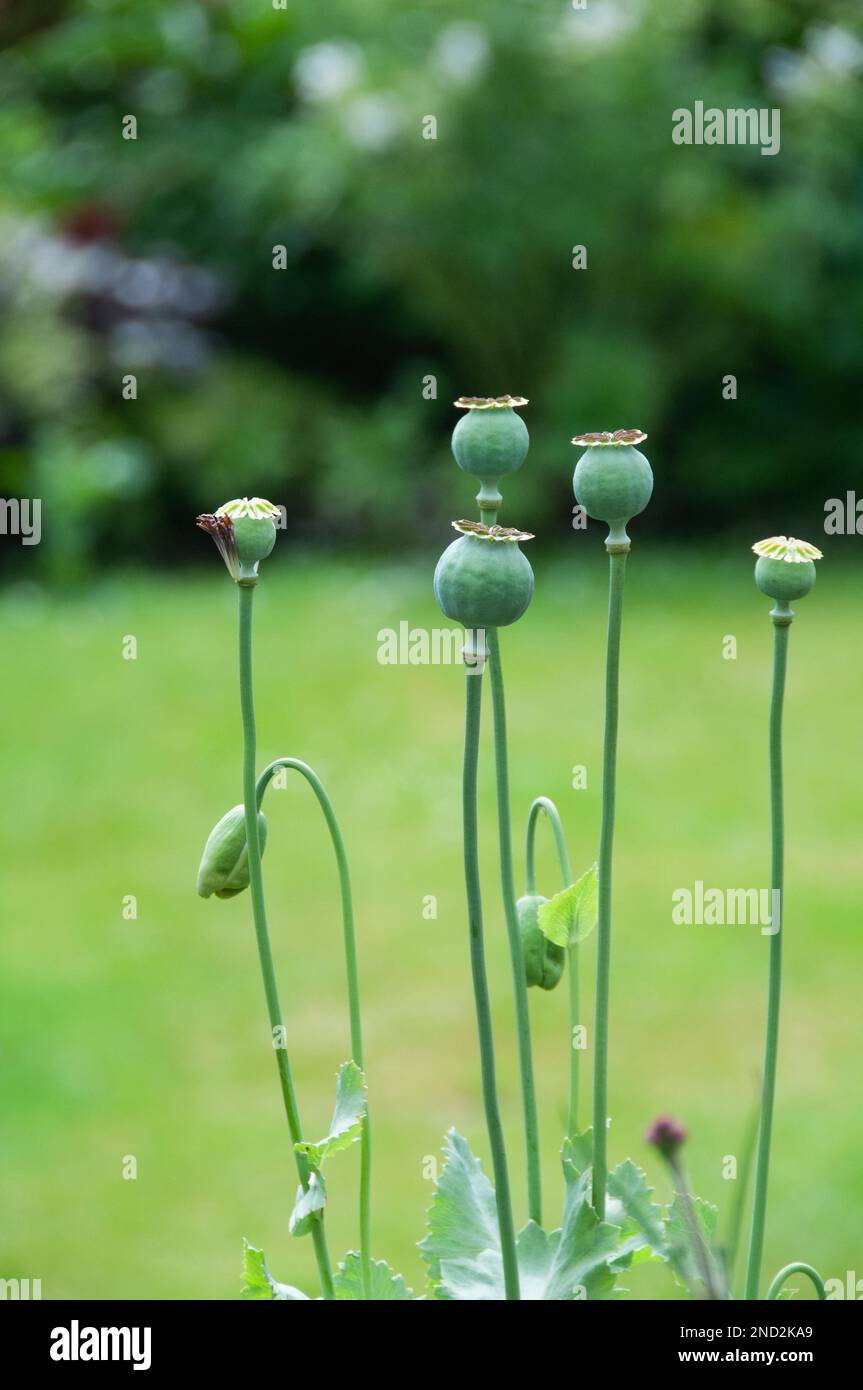 Cottage Gardens Plants Poppy Seed Heads Stock Photo - Alamy