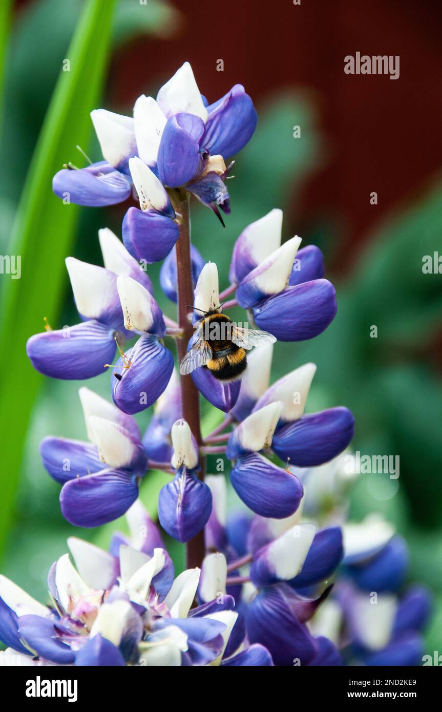Cottage Gardens Plants - Blue & White Lupin, with a bee searching for ...