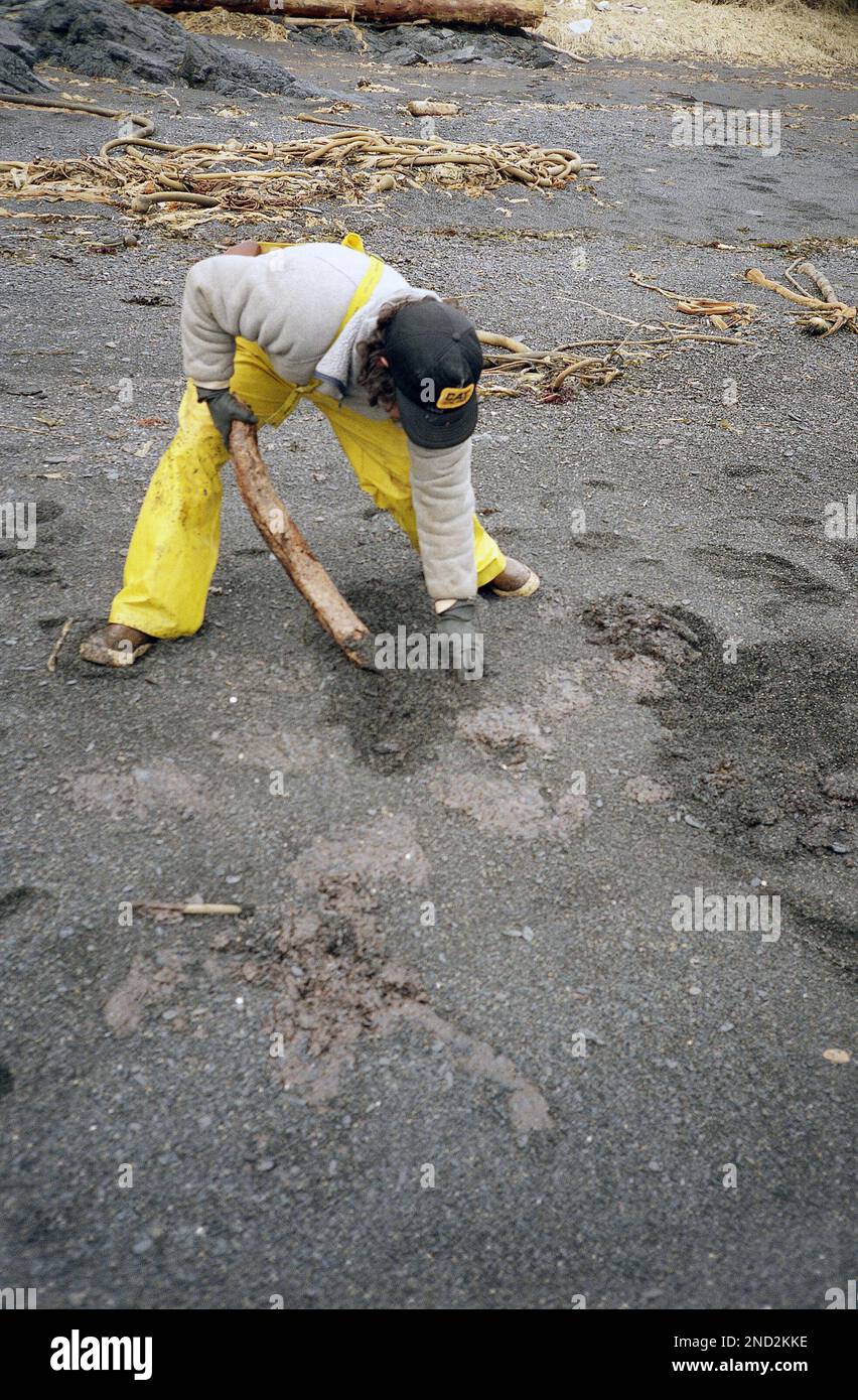 Digging into the beach, Ted Boyce finds oil 12 inches below the surface ...