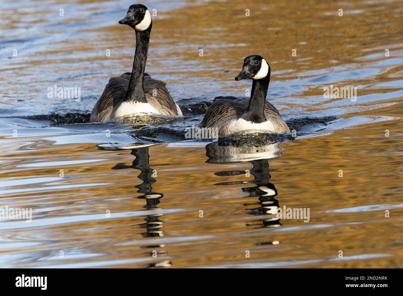 The Canada Goose was originally introduced to the UK not long after the ...