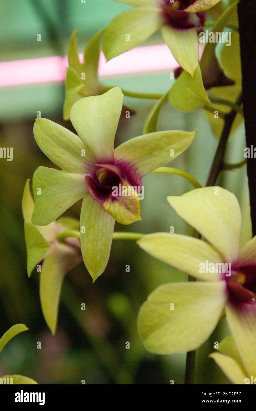 Photography of orchid hi-res stock photography and images - Alamy