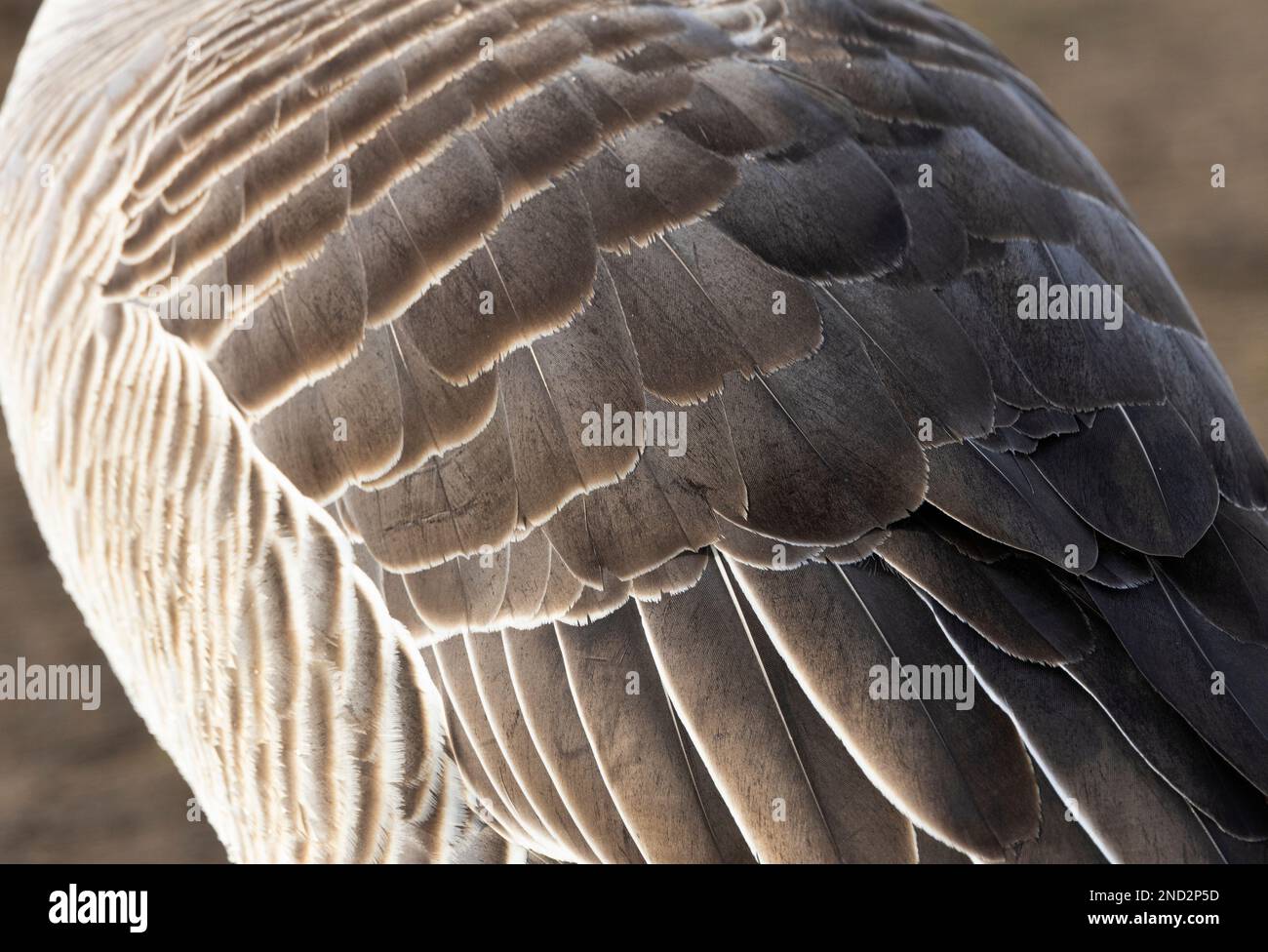 The subtle tones of the body feathers and wing coverlet feathers of a ...