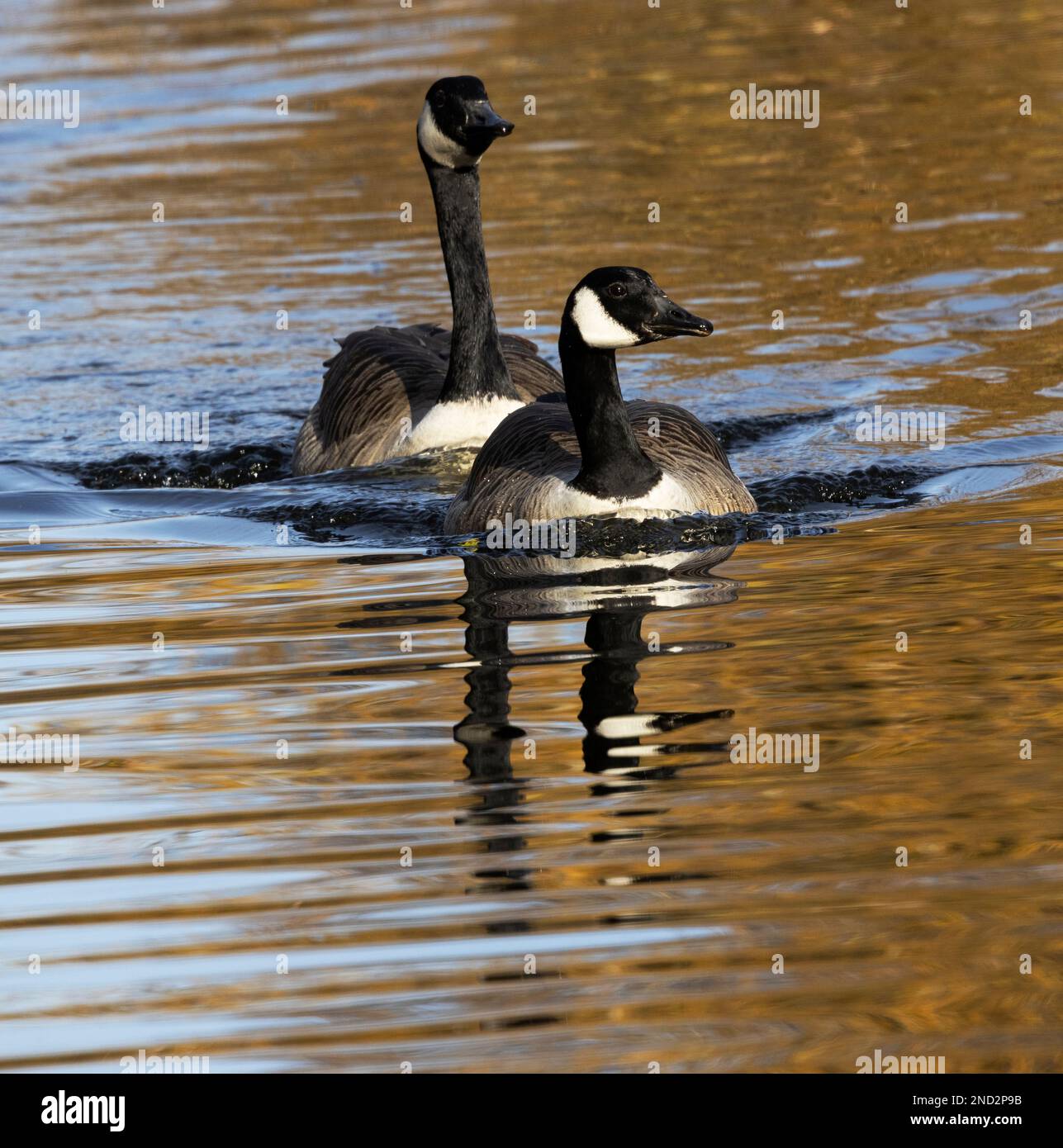 Canada goose preening behaviour hi-res stock photography and images - Alamy
